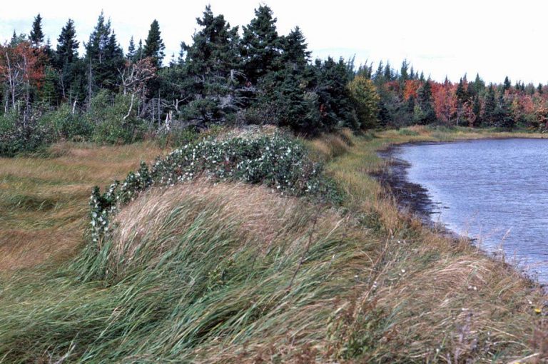 ACADIA AND THE ACADIANS – Reg Porter's Heritage Blog